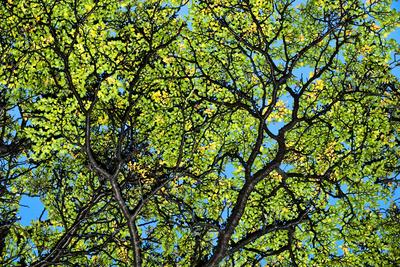 'A Lenga Tree, Nothofagus Pumilio, Native to Southern Chile and ...