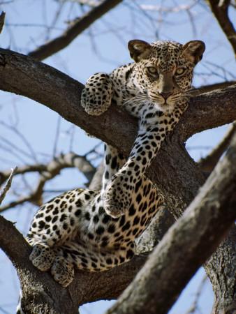 'A Leopard Gazes Intently from a Comfortable Perch in a Tree in Samburu ...