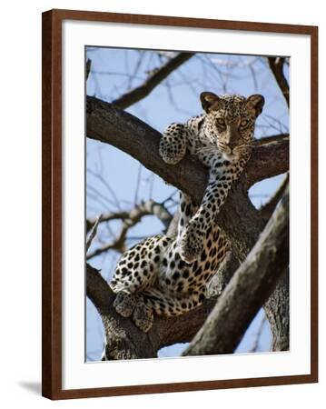 'A Leopard Gazes Intently from a Comfortable Perch in a Tree in Samburu ...