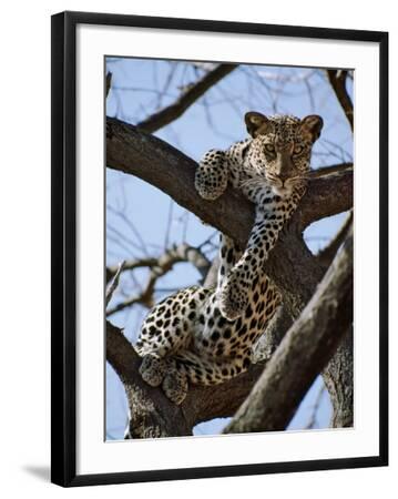 'A Leopard Gazes Intently from a Comfortable Perch in a Tree in Samburu ...