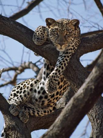 'A Leopard Gazes Intently from a Comfortable Perch in a Tree in Samburu ...