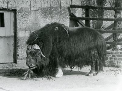 'A Mature Bull Muskox, also Spelled Musk Ox and Musk-Ox Standing ...