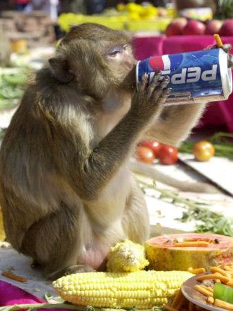 'A Monkey Drinks Cola' Photographic Print | AllPosters.com