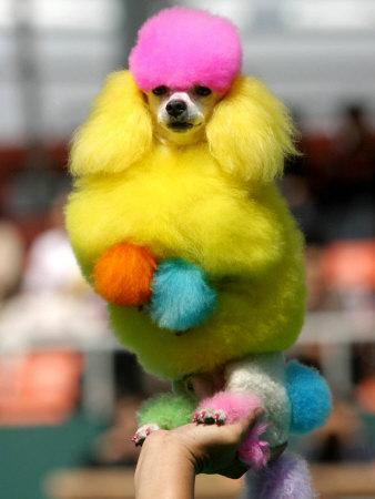 'A Poodle Named Peter is Posed on its Owner's Hand During Competition ...