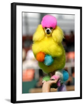 'A Poodle Named Peter is Posed on its Owner's Hand During Competition ...