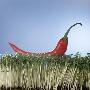 'A Red Chilli Lying on a Bed of Cress' Photographic Print | AllPosters.com