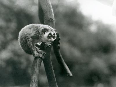 'A Slender Loris Looking down from on a Branch, London Zoo, August 1926 ...