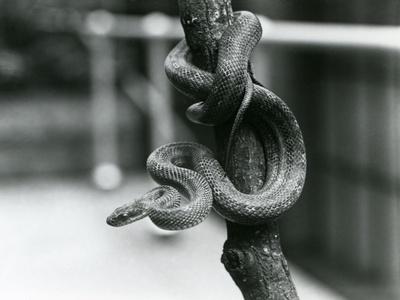 'A Texas Rat Snake Coiled around an Almost Vertical Branch at London ...