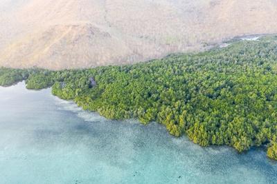 A thick mangrove forest fringes a dry island near Alor, Indonesia ...