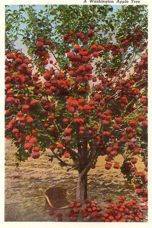'A Washington Apple Tree' Poster | AllPosters.com