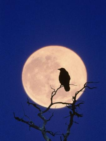 'Full Moon over Raven in Tree' Photographic Print - Aaron Horowitz ...