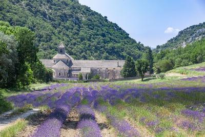 'Abbey of Senanque and blooming rows lavender flowers on sunset. Gordes ...
