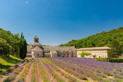 'Abbey of Senanque blooming lavender flowers. Gordes, Luberon, Provence ...