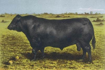 Aberdeen Angus Bull 'Cash' Prints | AllPosters.com