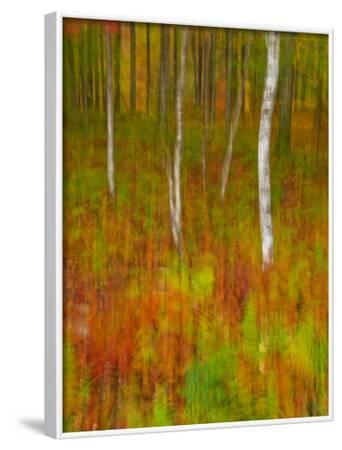 'Abstract of Autumn Forest Scene, New York, Usa' Photographic Print ...
