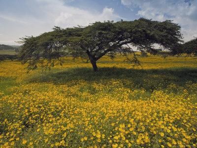 'Acacia Tree and Yellow Meskel Flowers in Bloom after the Rains, Green ...