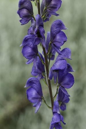 'Aconitum Napellus/Aconit Napel/Jupiter Helmet' Giclee Print ...