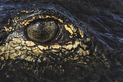 American alligator eyeball close-up from eye level with water, Myakka ...