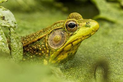 'American bullfrog, Lithobates catesbeianus, in Brazilian Watermeal ...