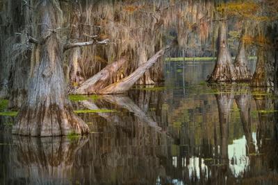 'Bald cypress trees reflecting autumn colors in southern swamp, Caddo ...