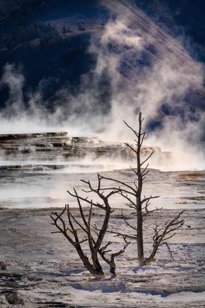 'Calcified trees and colorful cyanobacteria in Canary Springs ...