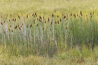 'Cattails, Margaret Eagan Sullivan Park, Anchorage, Alaska ...