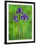 'Iris Flowers' Photographic Print - Adam Jones | AllPosters.com