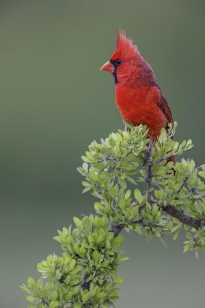 Male cardinal, Rio Grande Valley, Texas Photographic Print - Adam Jones ...