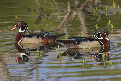 Male wood ducks, Kentucky Photographic Print - Adam Jones | AllPosters.com
