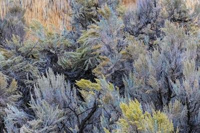 Mountain big sagebrush, Yellowstone National Park. Photographic Print ...