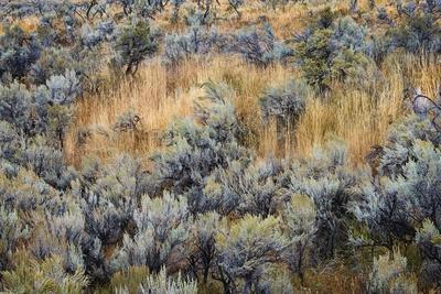 'Mountain big sagebrush, Yellowstone National Park.' Photographic Print ...