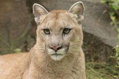 'Mountain Lion, Puma concolor, Minnesota' Premium Photographic Print ...