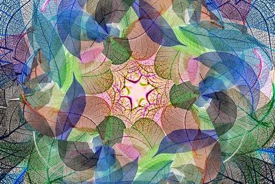 Multi-colored skeleton leaves arranged on white background Photographic ...
