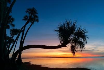 'Sable palm tree silhouetted along shoreline of Harney Lake at sunset ...