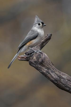 'Tufted titmouse, Kentucky' Photographic Print - Adam Jones ...