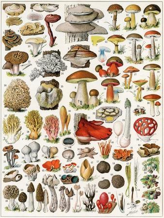 'Illustration of Mushrooms C.1923 (Litho)' Giclee Print - Adolphe ...