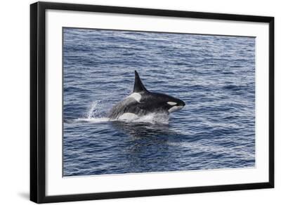 'Adult Bull Type a Killer Whale (Orcinus Orca) Power Lunging in the ...