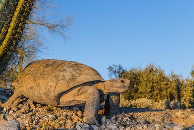 'Adult Captive Desert Tortoise (Gopherus Agassizii) at Sunset at the ...