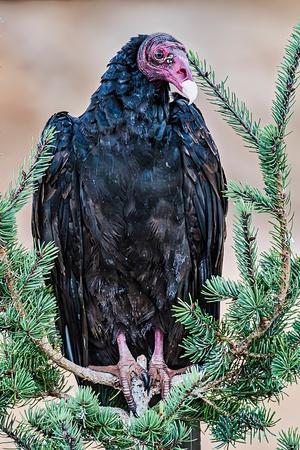 'Adult turkey vulture in Mesa Verde National Park' Photographic Print ...