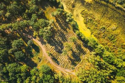 'Aerial View Green Forest Deforestation Area Landscape. Top View Of New ...