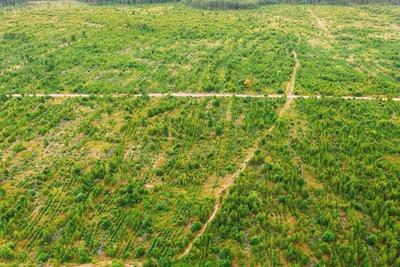 Aerial View Green Forest Deforestation Area Landscape. Top View Of New ...