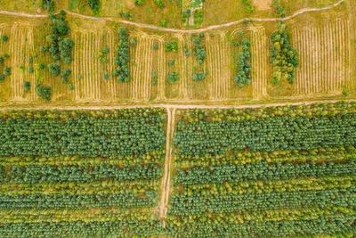'Aerial View Green Forest Deforestation Area Landscape. Top View Of New ...