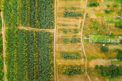 'Aerial View Green Forest Deforestation Area Landscape. Top View Of New ...