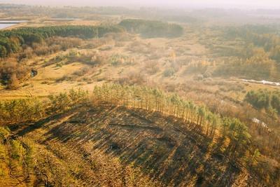 Aerial View Green Forest In Deforestation Area Landscape. Top View Of ...