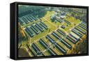 'Aerial View Modern chicken farm, barns, Sheds. Bird's-eye View In ...
