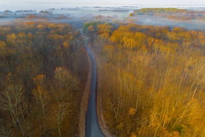 'Aerial view of road in forest, Stephen A. Forbes State Park, Marion Co ...