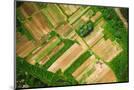 Aerial View Of Vegetable Garden. Potato Plantation At Summer Day ...