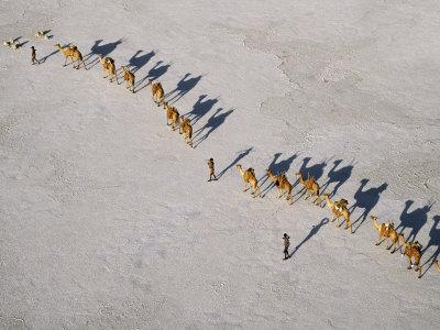 'Afar Camel Caravan Crosses the Salt Flats of Lake Assal, Djibouti, as ...