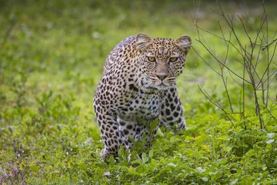 Leopard Stalking