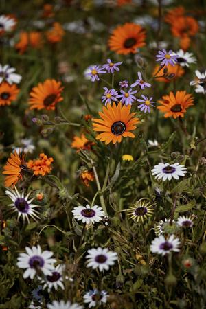 'African daisy (Gousblom) (Arctotis hirsuta), white African daisy, Cape ...